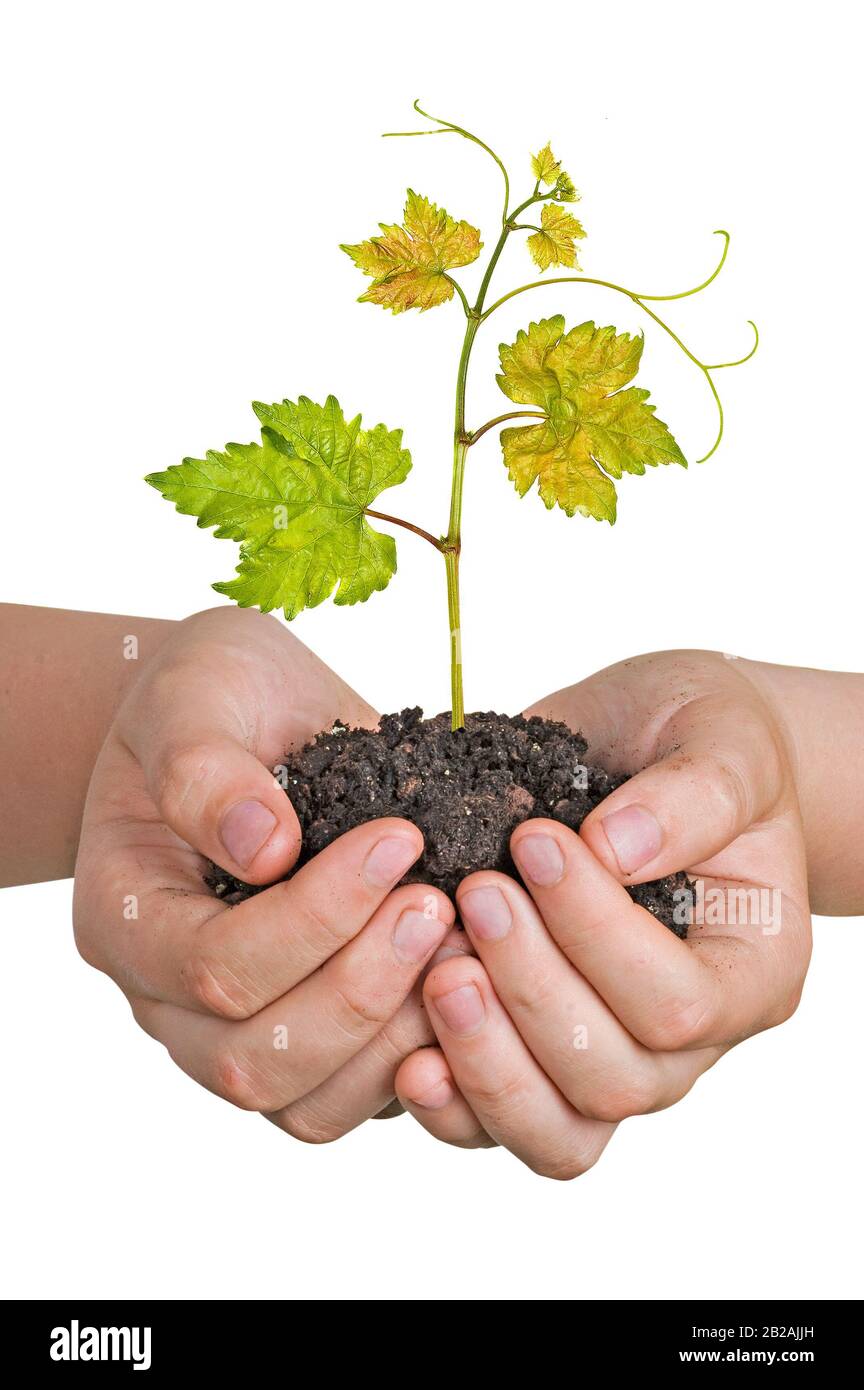Grapevine isolated on white background Stock Photo - Alamy