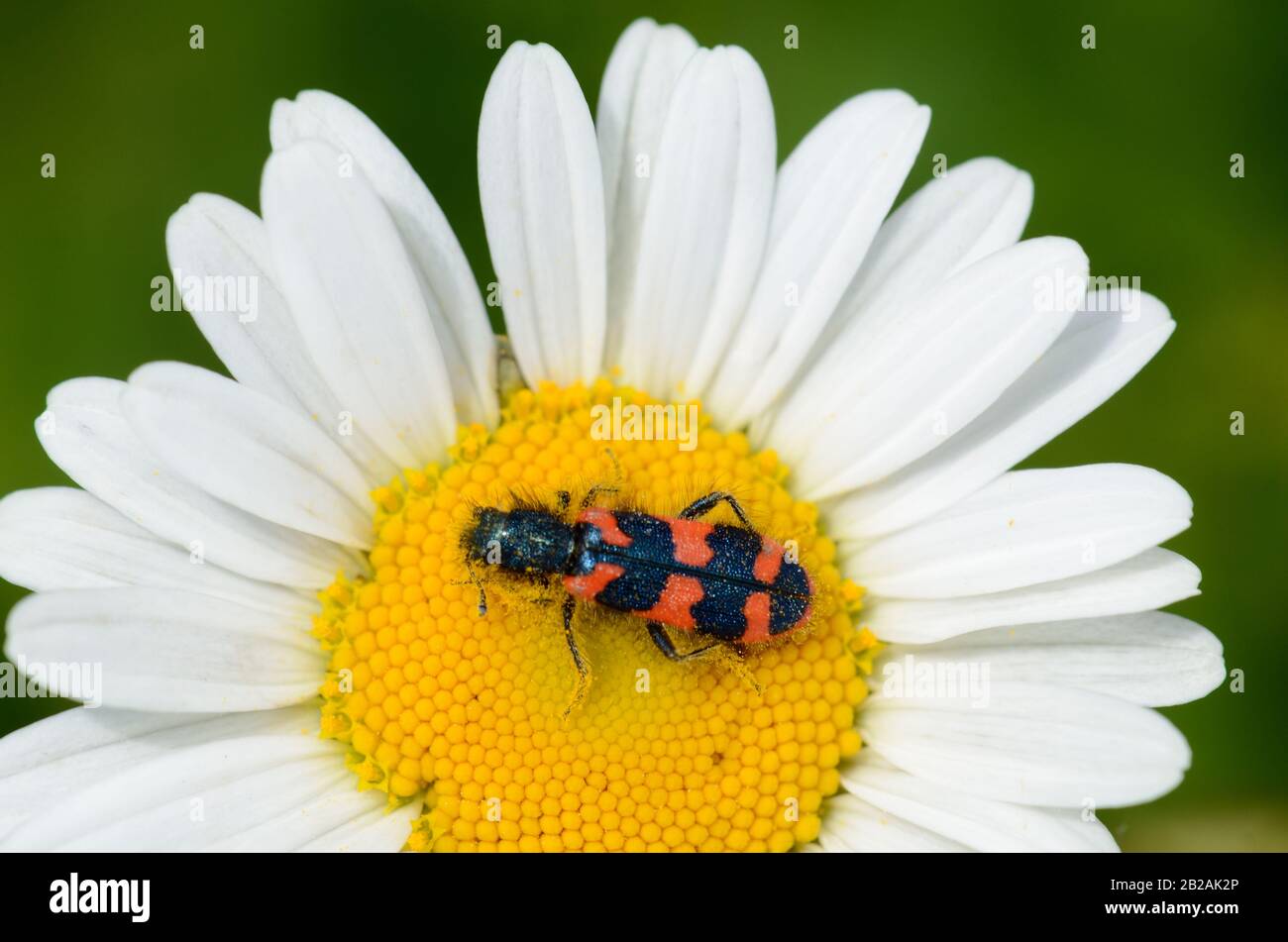 Checkered beetle hi-res stock photography and images - Alamy