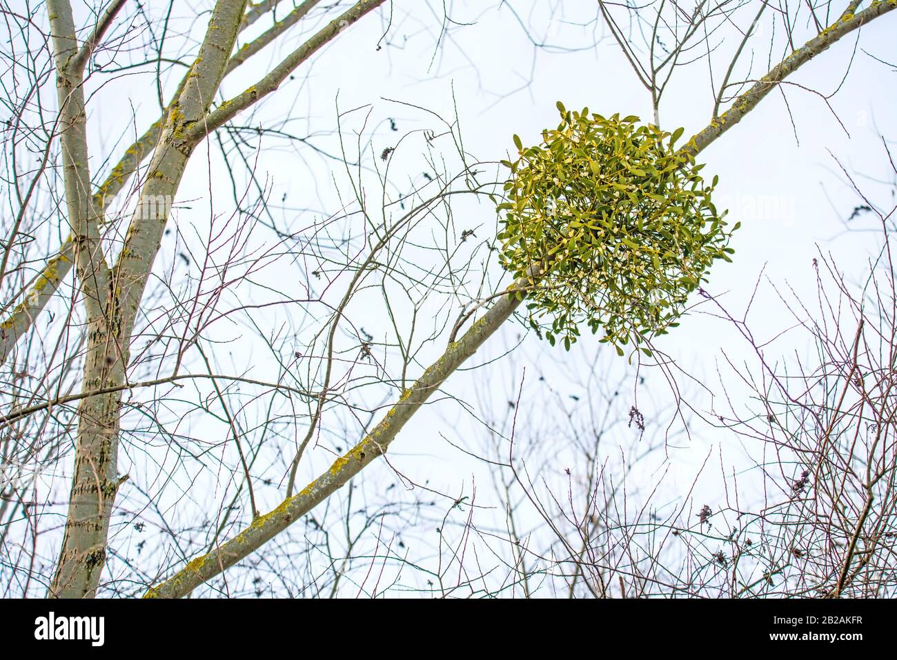Blue mistletoe hi-res stock photography and images - Alamy