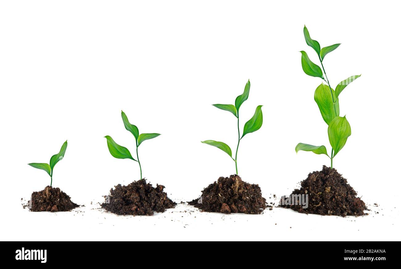 Four plants on white background Stock Photo - Alamy