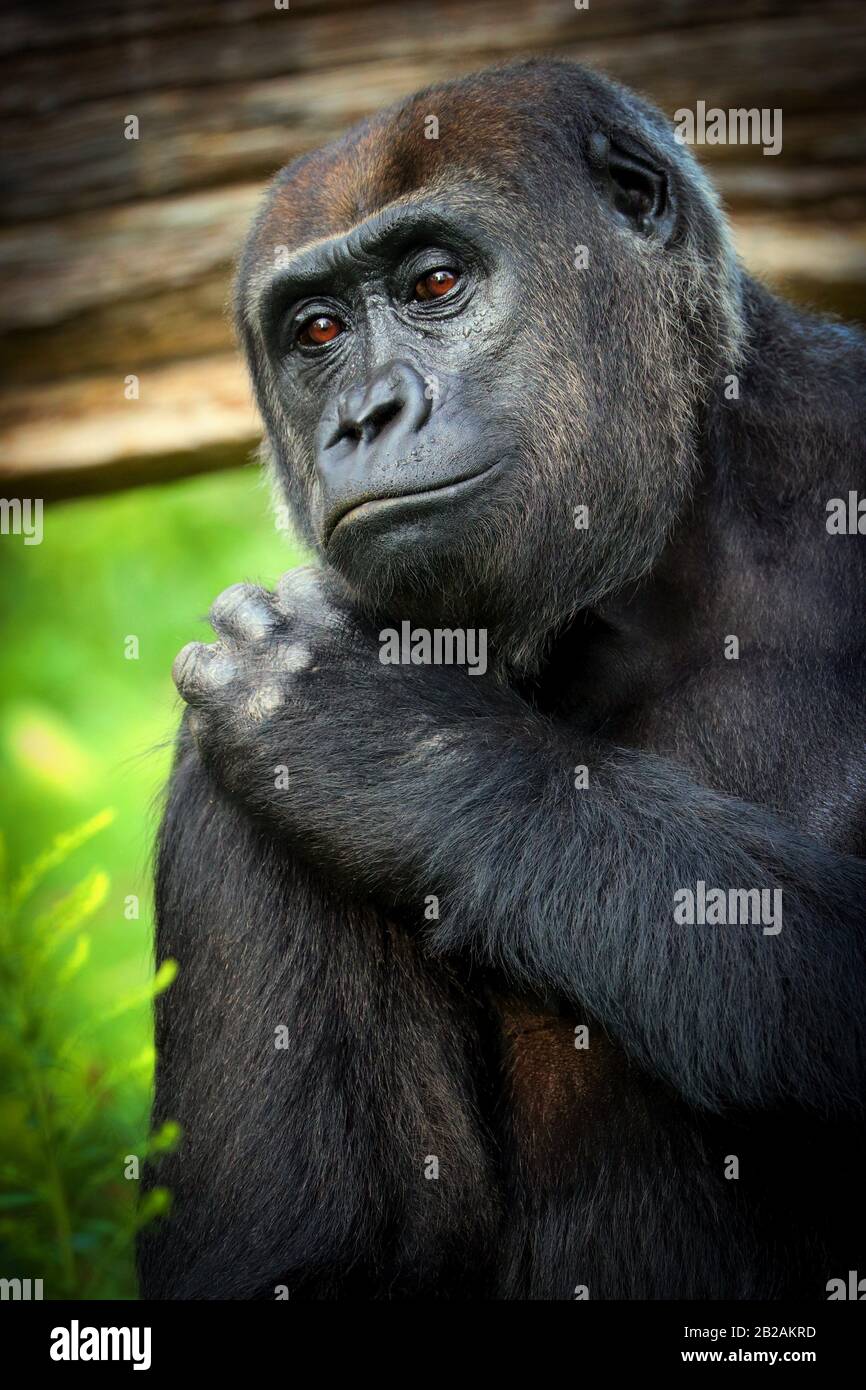 Gorilla female zoo hi-res stock photography and images - Alamy