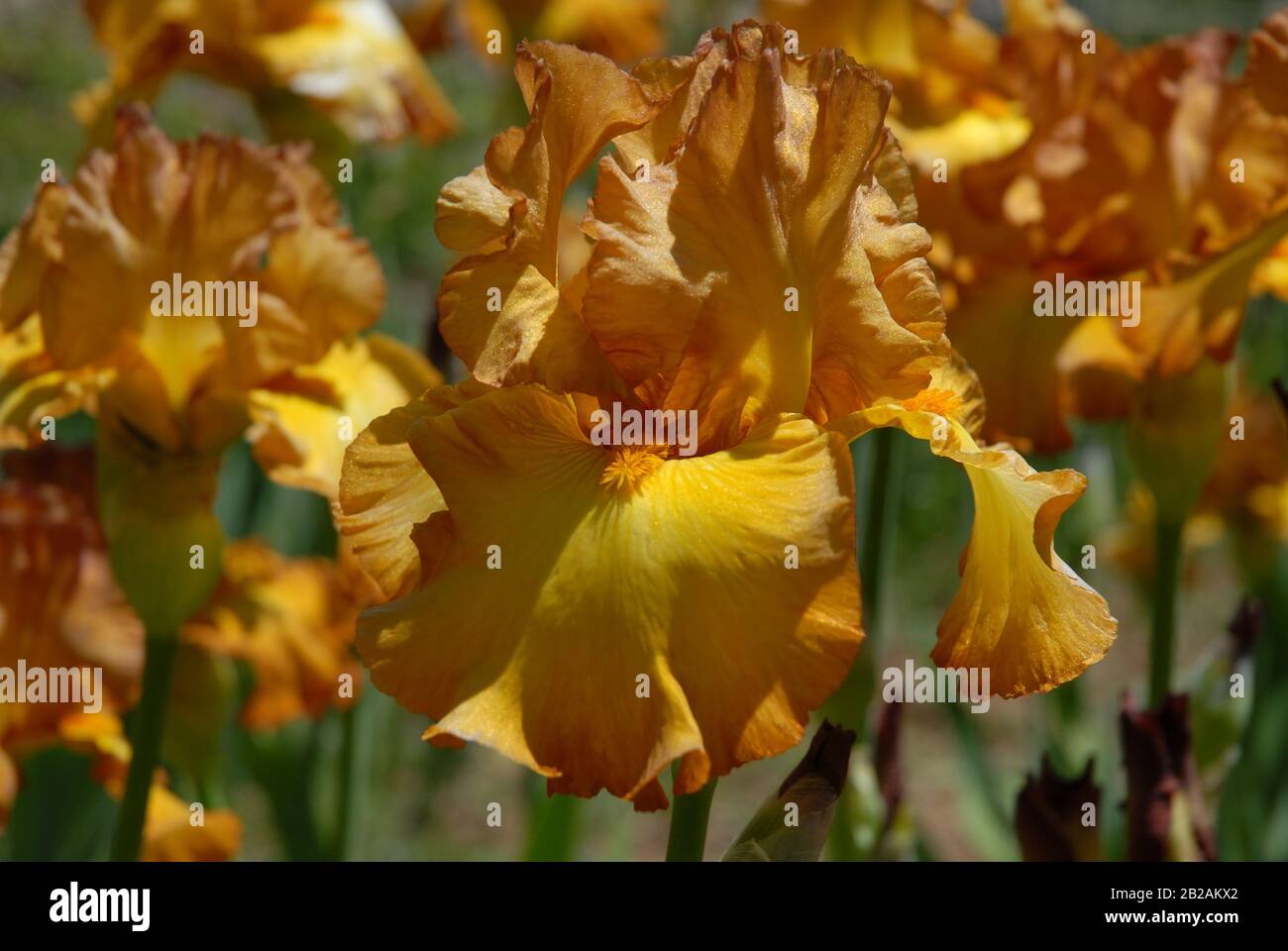 Tall bearded iris, Instant Smiles Stock Photo - Alamy