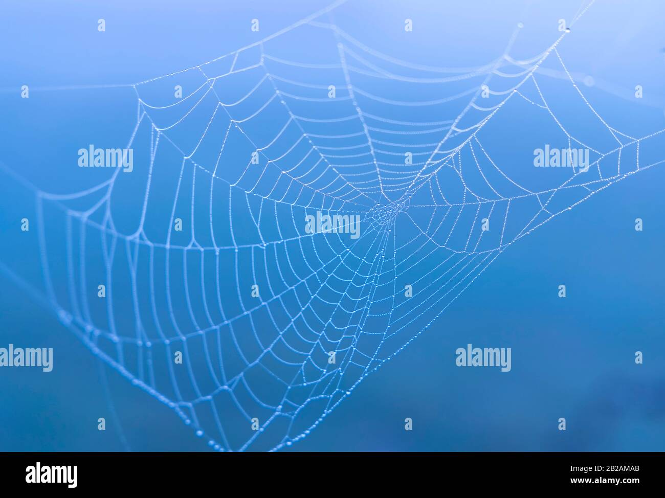 Blue spider web hi-res stock photography and images - Alamy