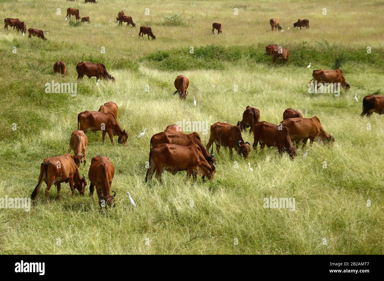 Lush grass field with cows hi-res stock photography and images - Alamy