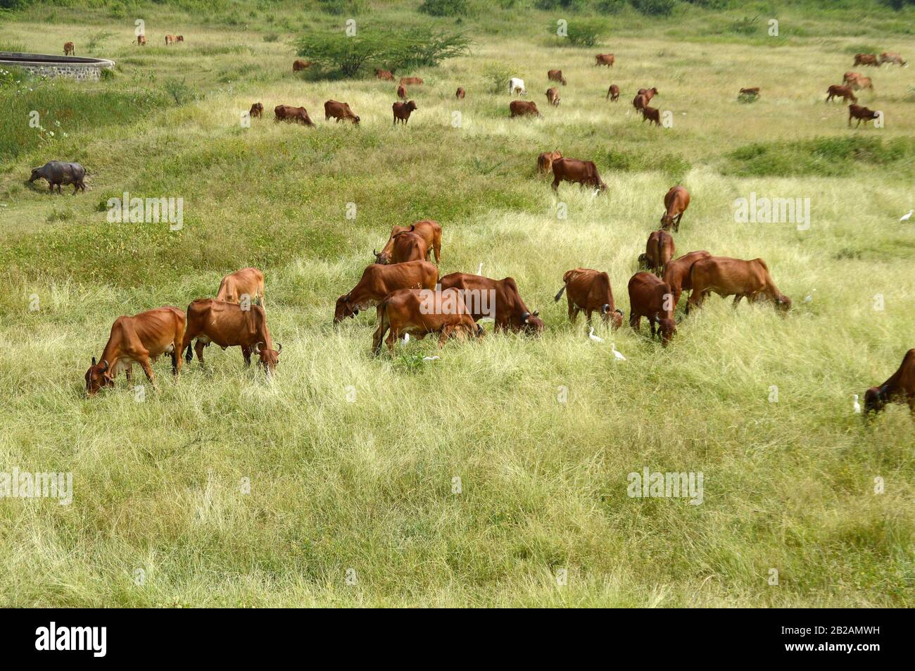 Lush grass field with cows hi-res stock photography and images - Alamy