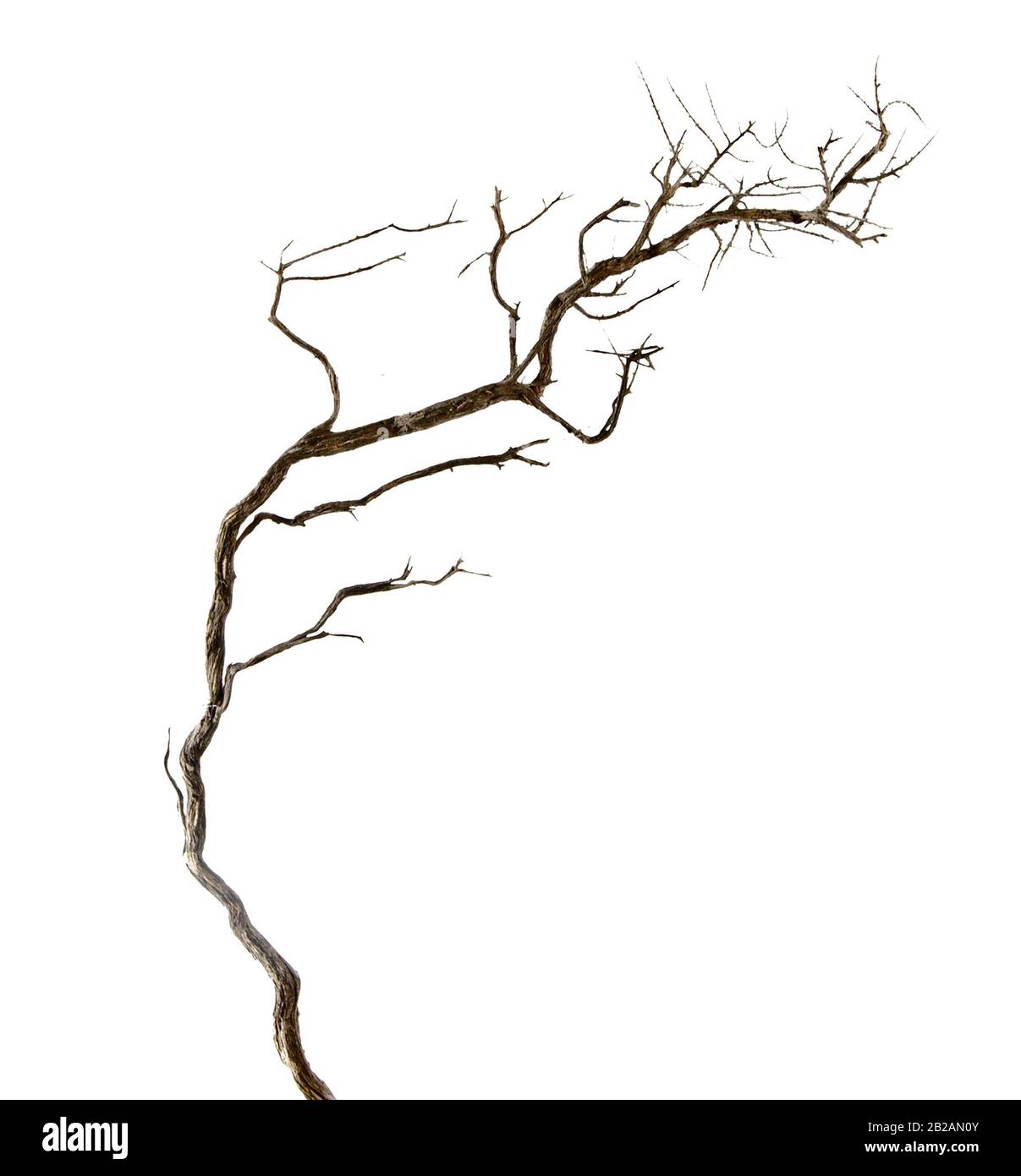 Dry branch isolated on white background Stock Photo - Alamy