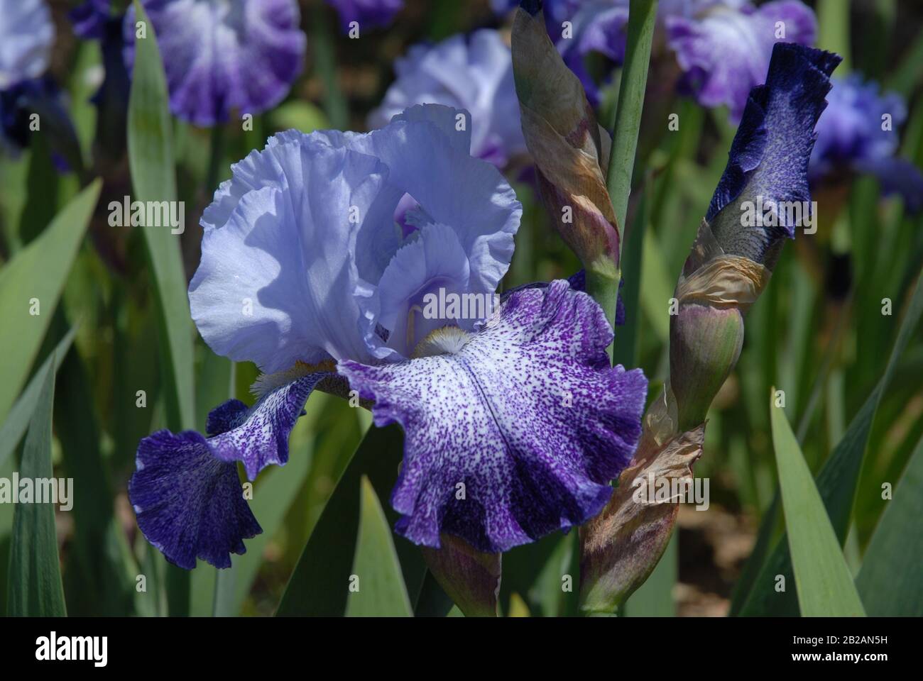 Tall bearded iris, Splashacata, flowering in the spring Stock Photo - Alamy