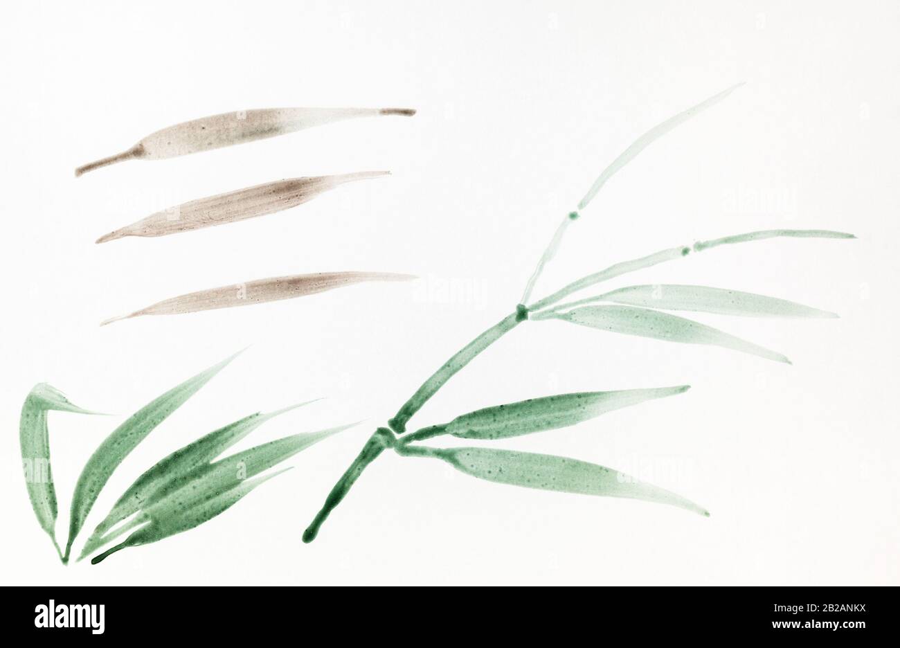 sketch of leaves of reed hand-drawn by watercolor on white paper in ...