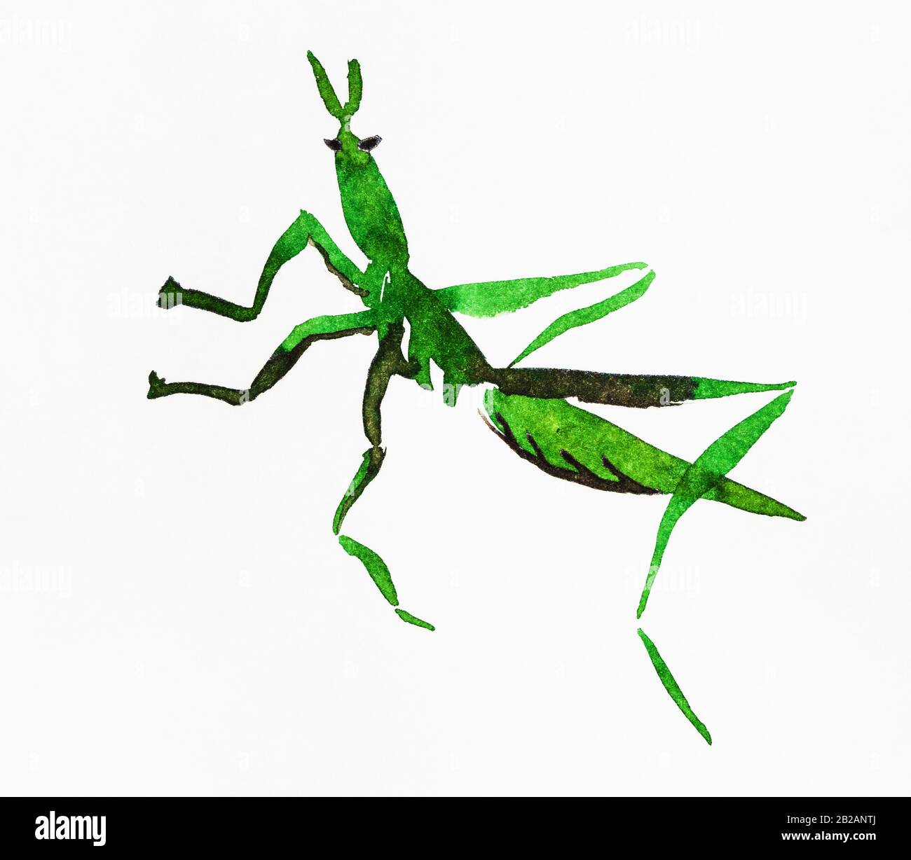 Chinese grasshopper Cut Out Stock Images & Pictures - Alamy