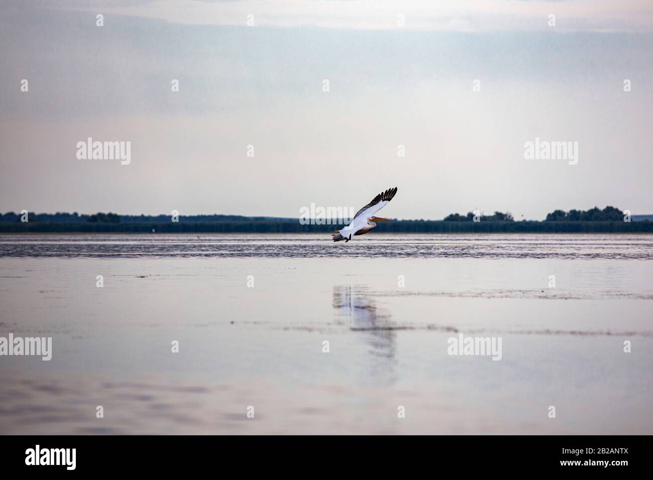 Wild birds paradise - River Danube in Romania - Delta, nature pure in a ...