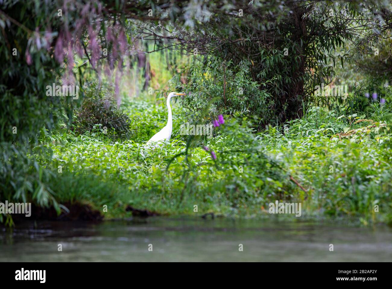 Wild birds paradise - River Danube in Romania - Delta, nature pure in a ...