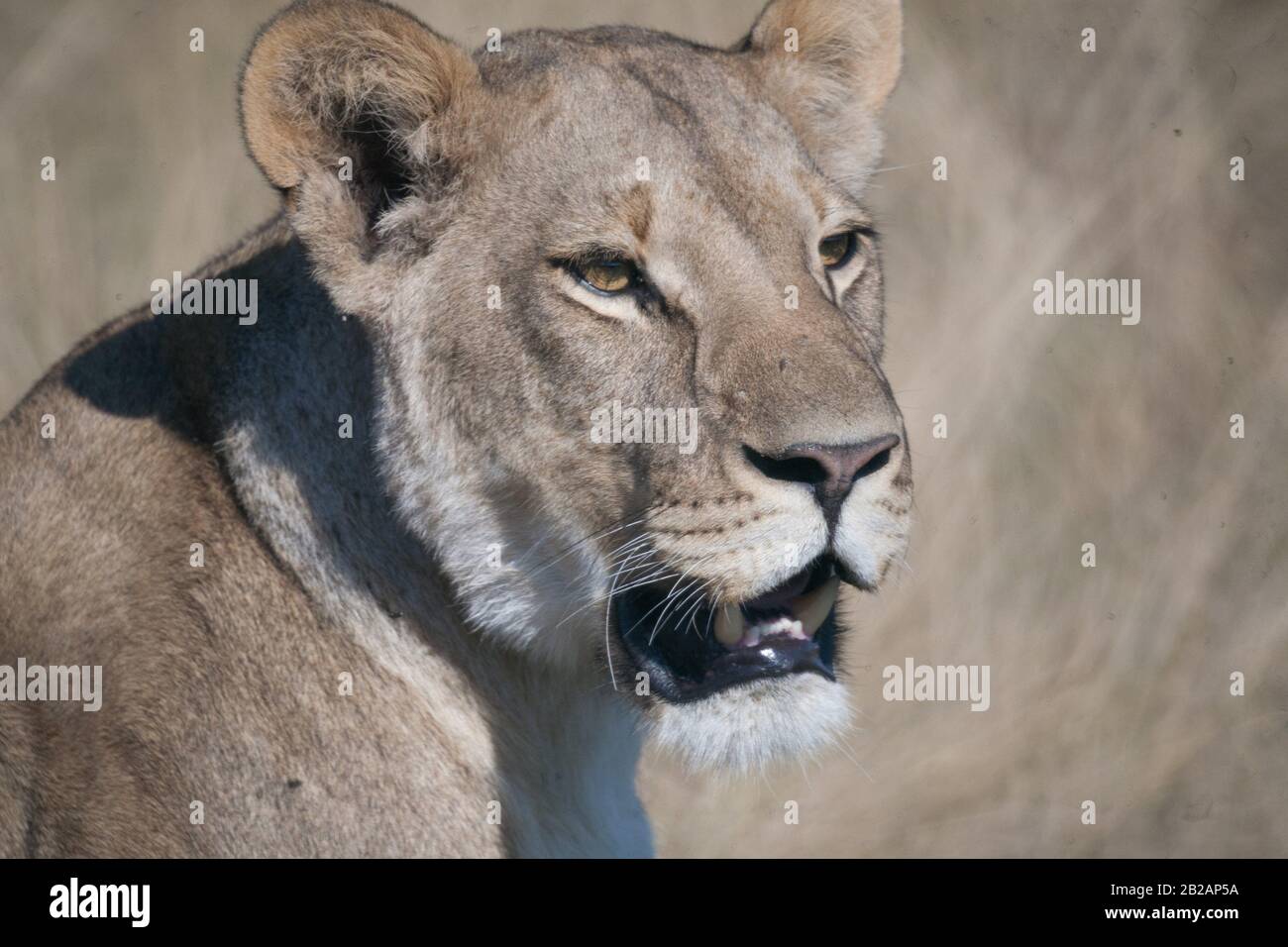 Yellow lioness hi-res stock photography and images - Alamy