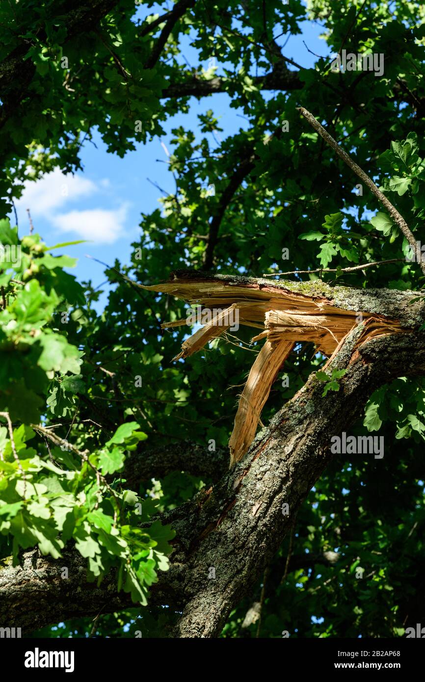 Tree branches can be dangerouse when they fall unexpectedlly in parks ...