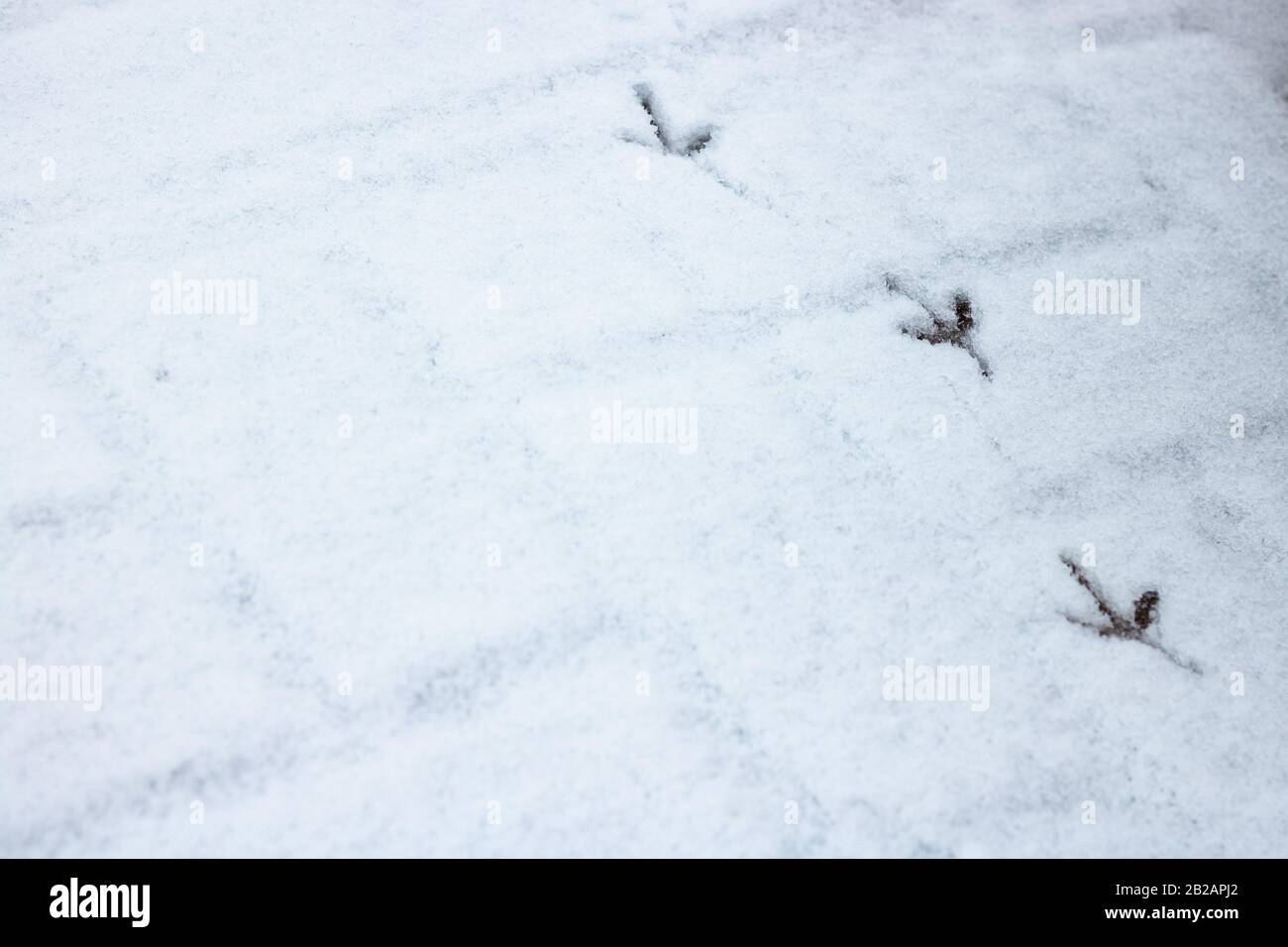 Bird footprints in white snow close up Stock Photo - Alamy