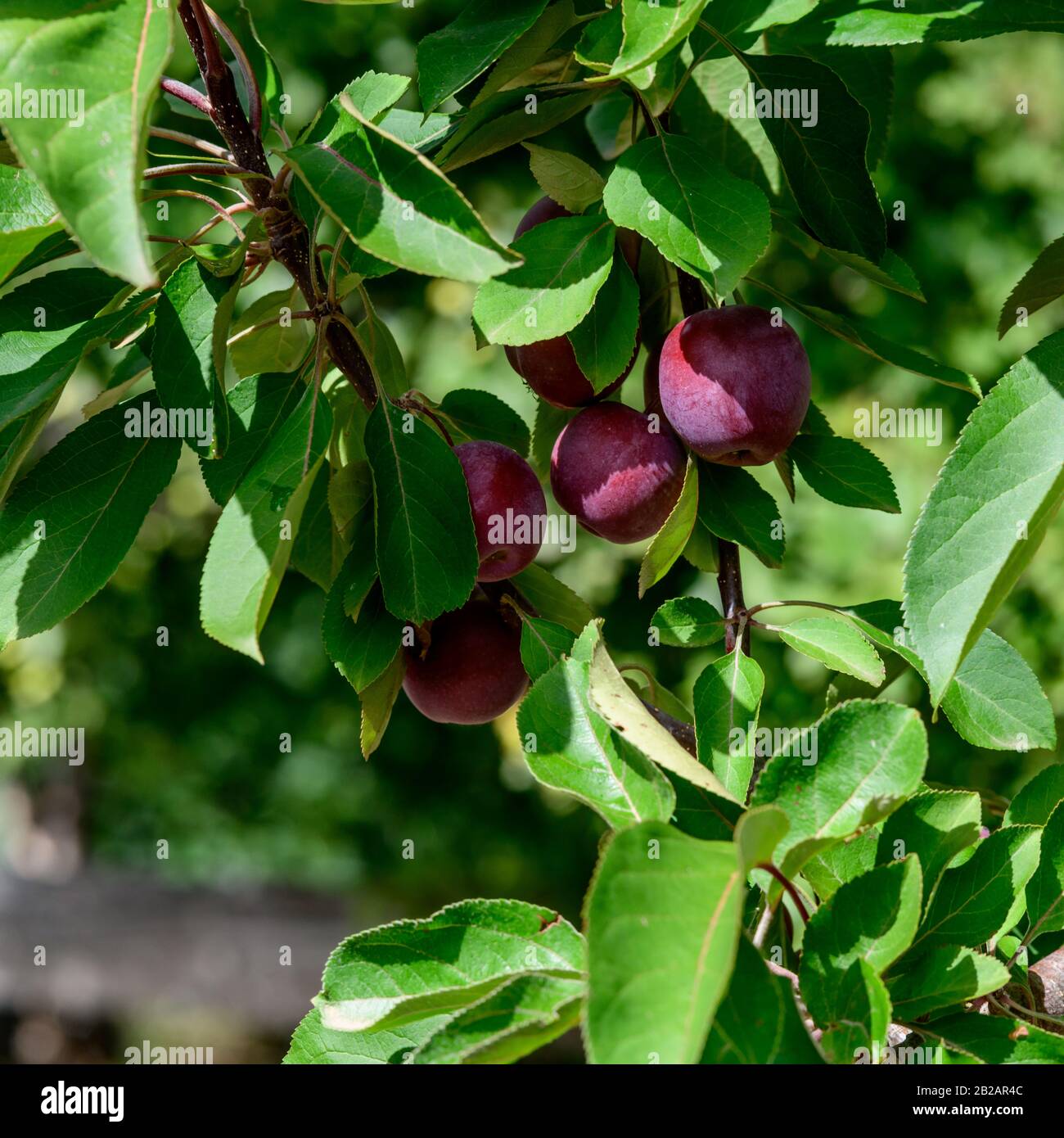 A A bright cheerful Crab apple tree with acrab Stock Photo - Alamy