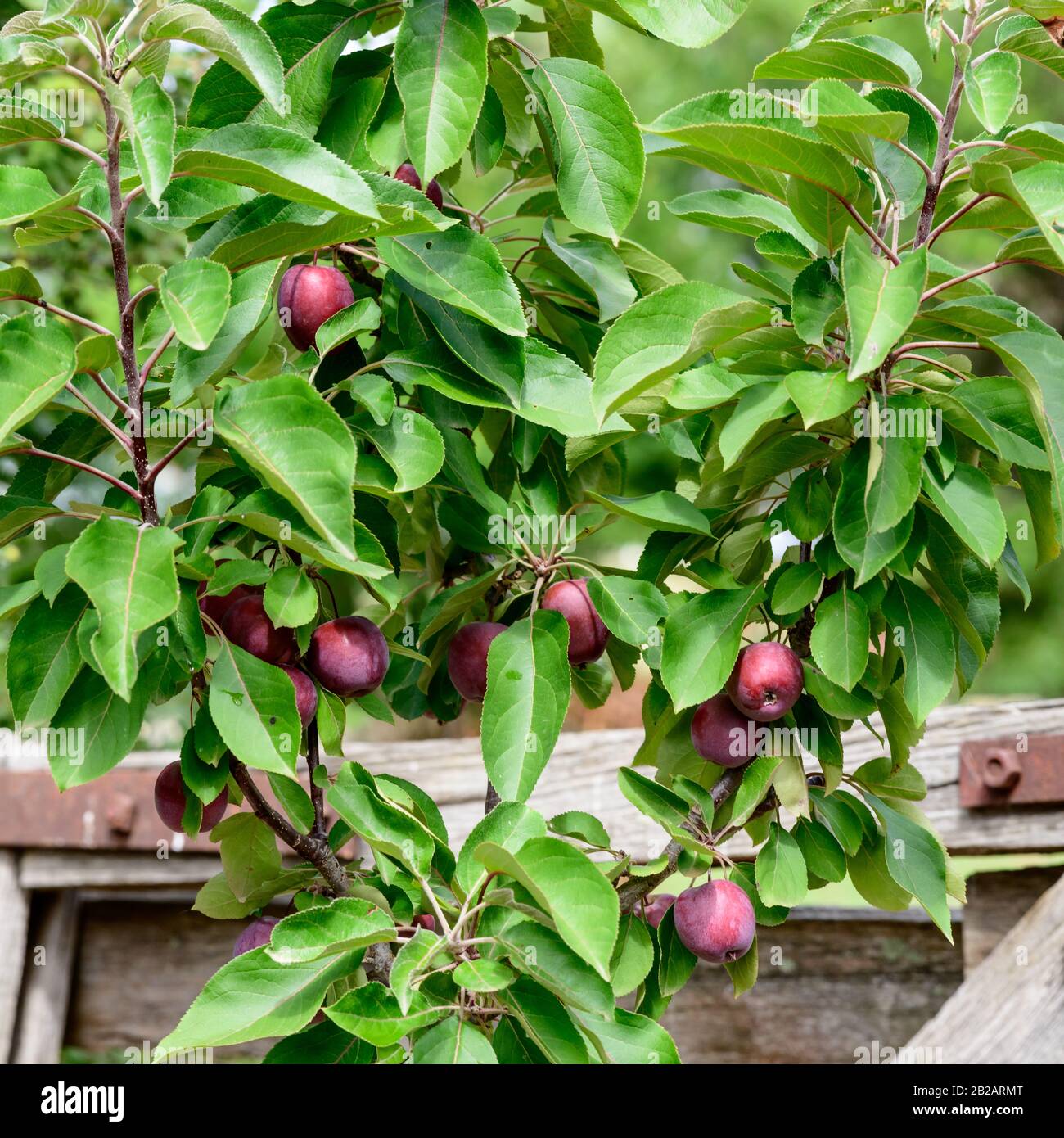 A A bright cheerful Crab apple tree with acrab Stock Photo - Alamy