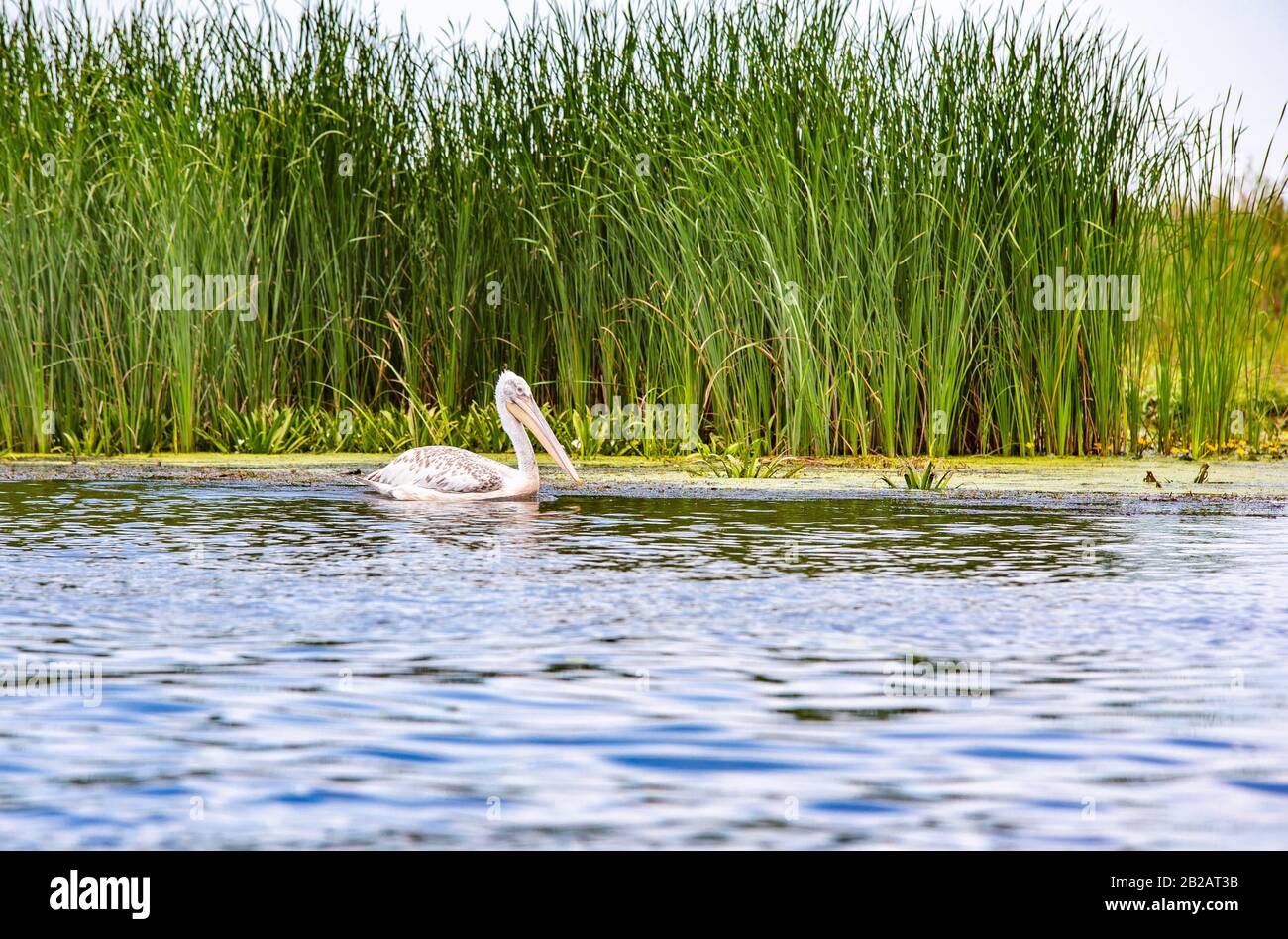 Wild birds paradise - River Danube in Romania - Delta, nature pure in a ...
