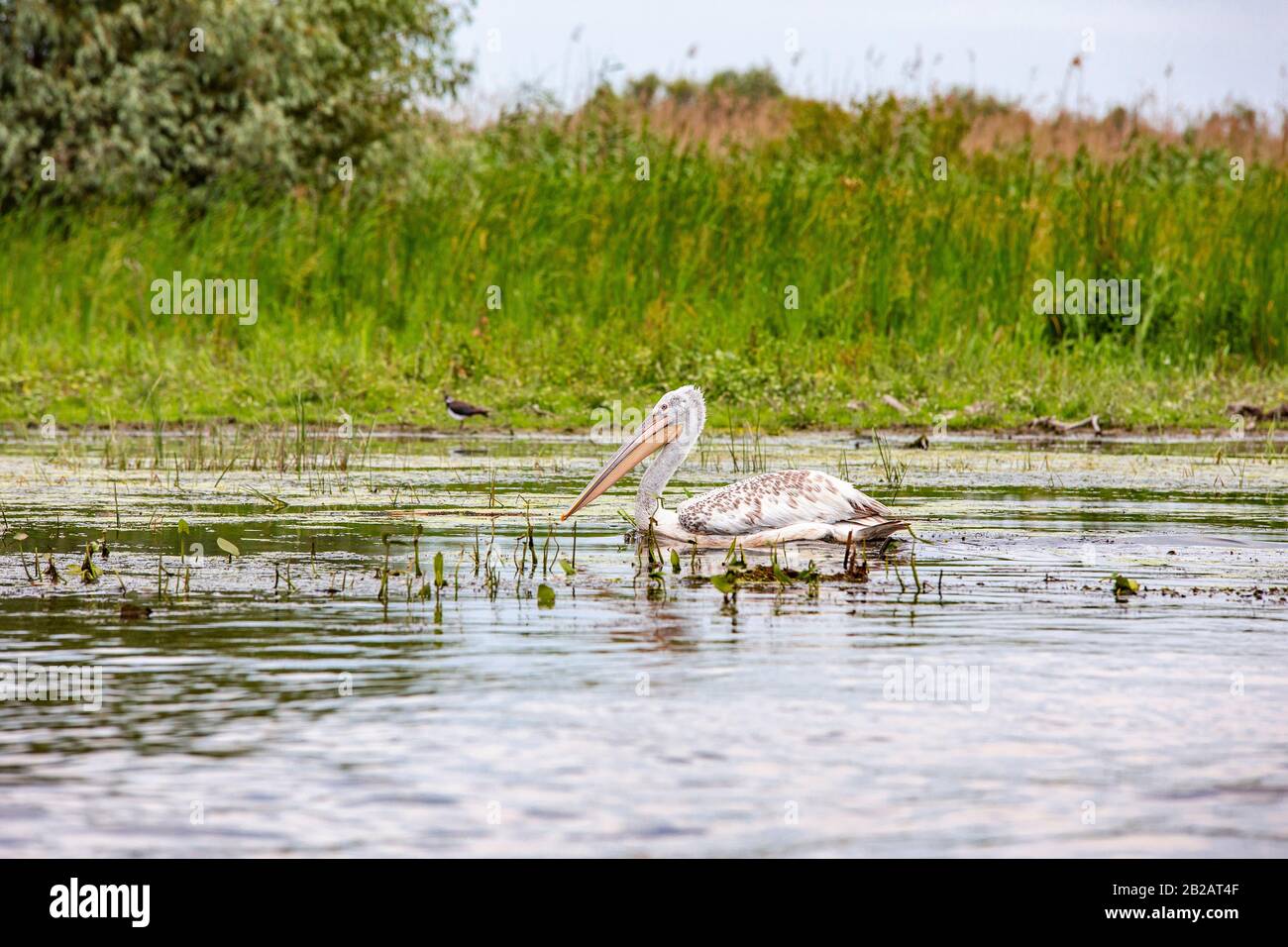 Wild birds paradise - River Danube in Romania - Delta, nature pure in a ...