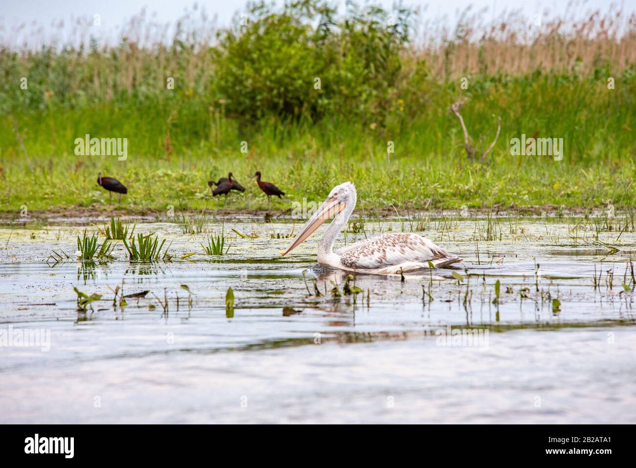 Wild birds paradise - River Danube in Romania - Delta, nature pure in a ...