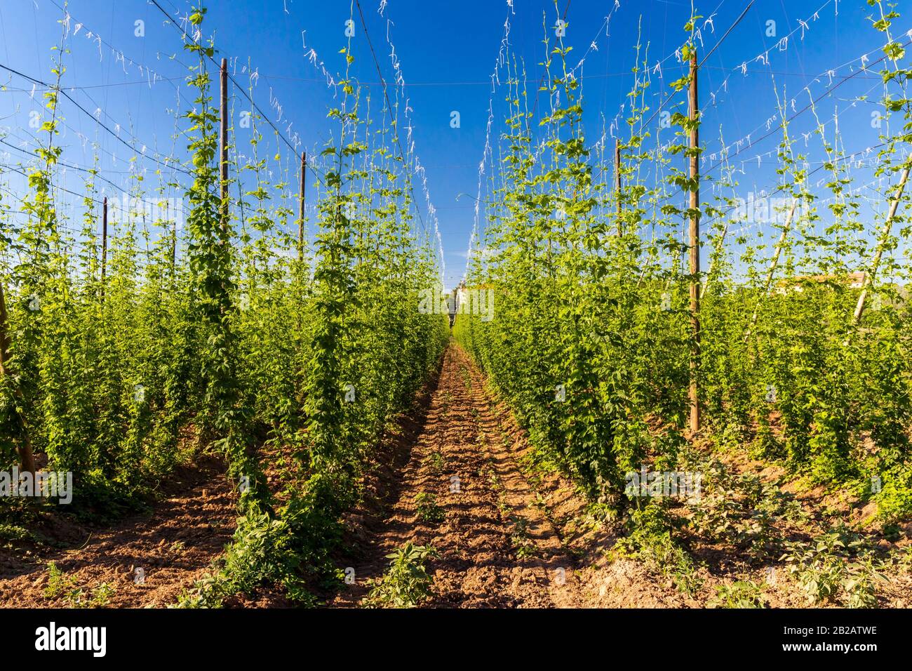 Hop Growing Region High Resolution Stock Photography and Images - Alamy