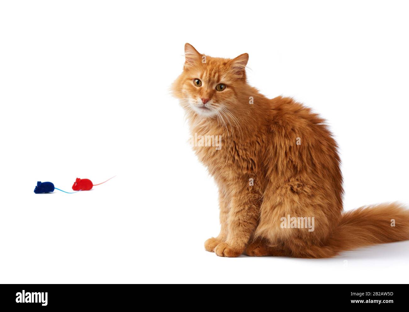 Cat looking sideway hi-res stock photography and images - Alamy