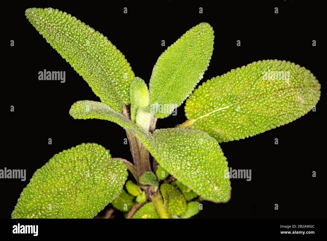 Medicinal ingredient plant leaf hi-res stock photography and images - Alamy