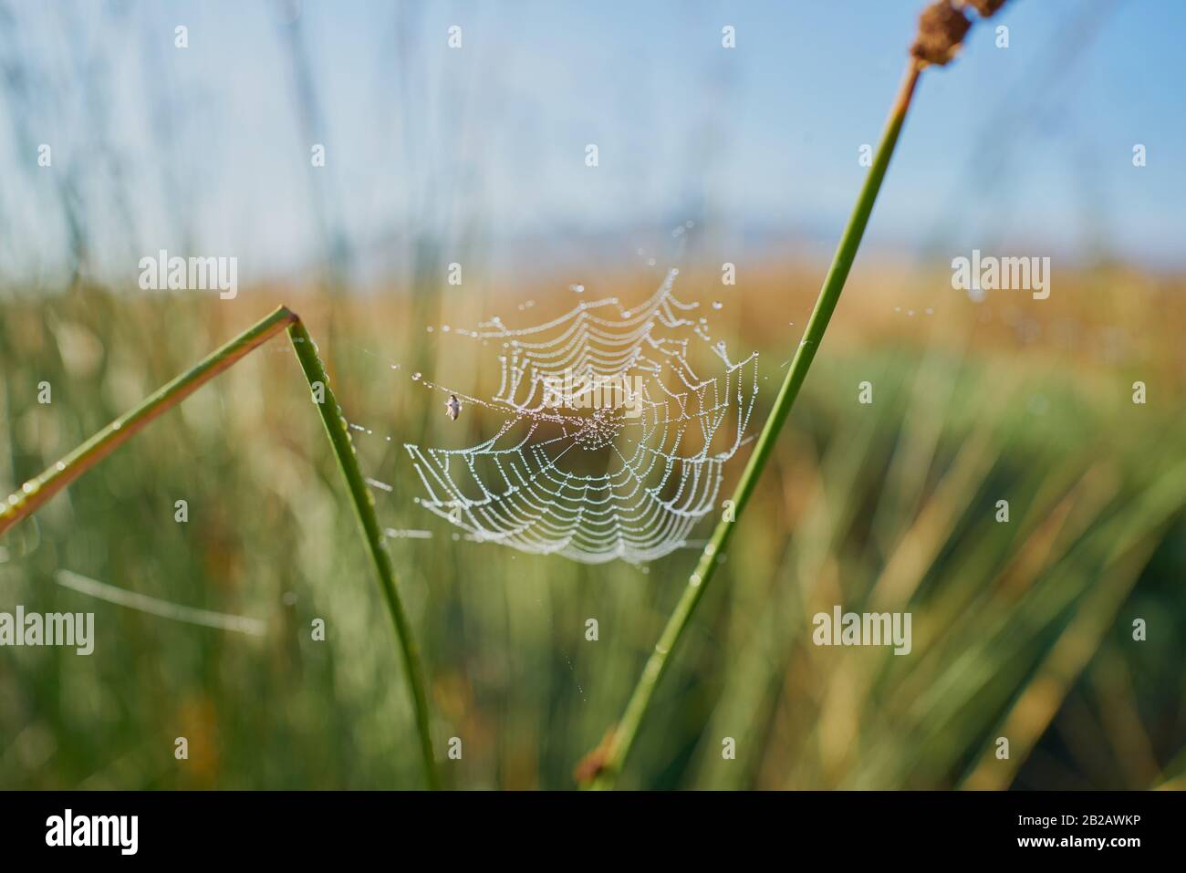 Spider web sunlight hi-res stock photography and images - Alamy