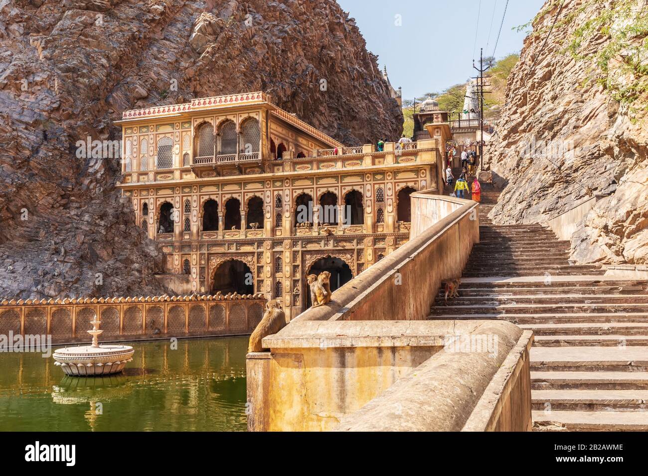 Famous monkeys of the Galta Ji Temple, Jaipur, India Stock Photo - Alamy