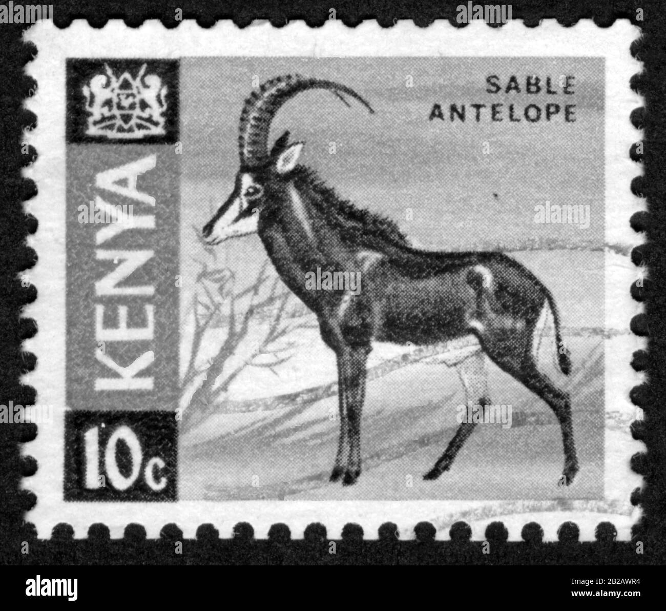 Sable Animal