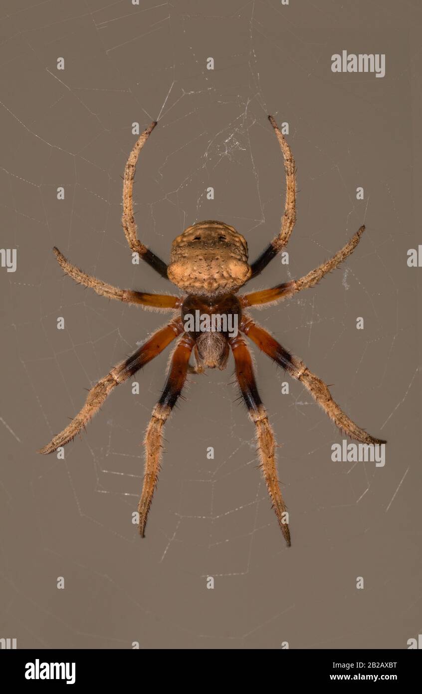 Web spider animals in wild hi-res stock photography and images - Alamy