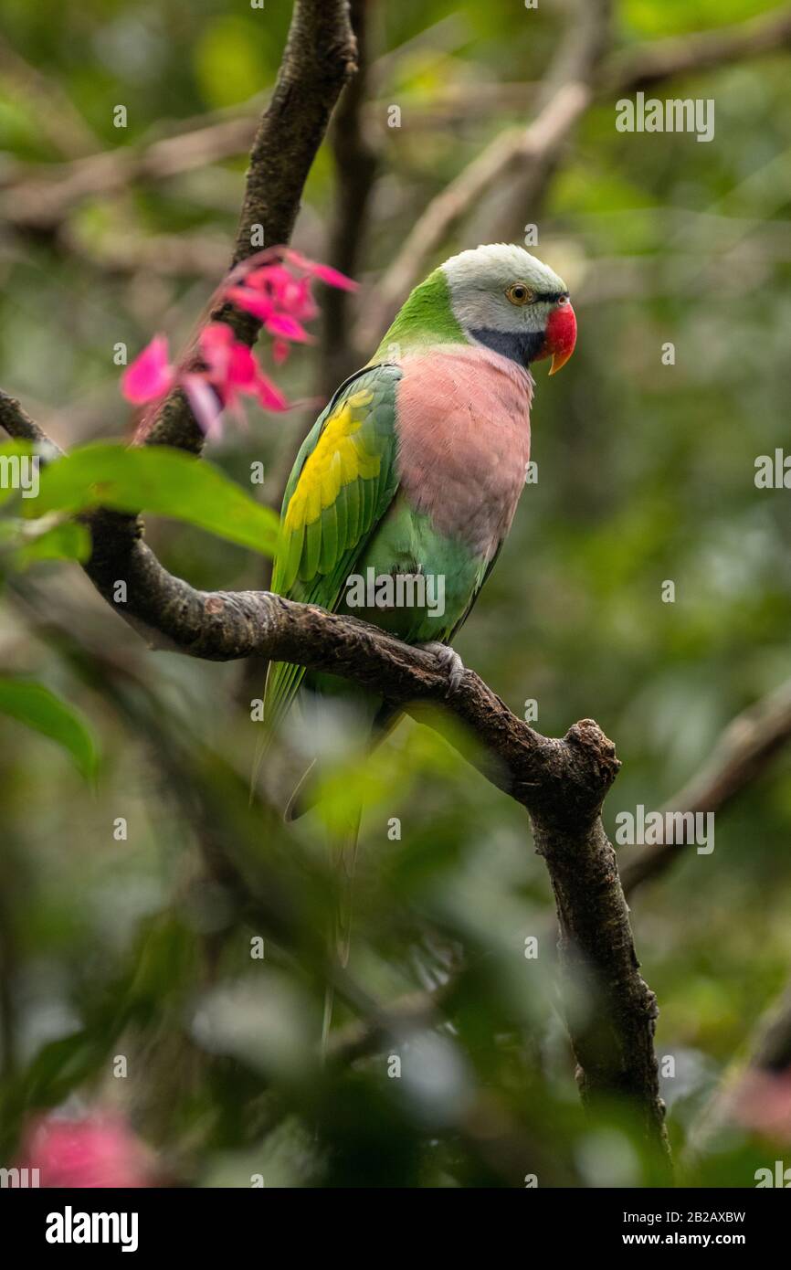 Red breasted parakeet on a branch, Indonesia Stock Photo - Alamy