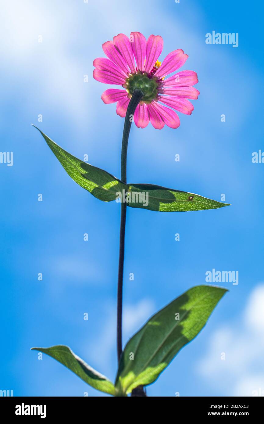 Daisy low angle view hi-res stock photography and images - Alamy