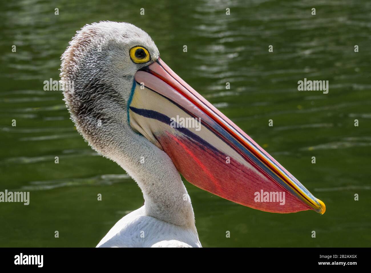 Pelican head close up hi-res stock photography and images - Alamy