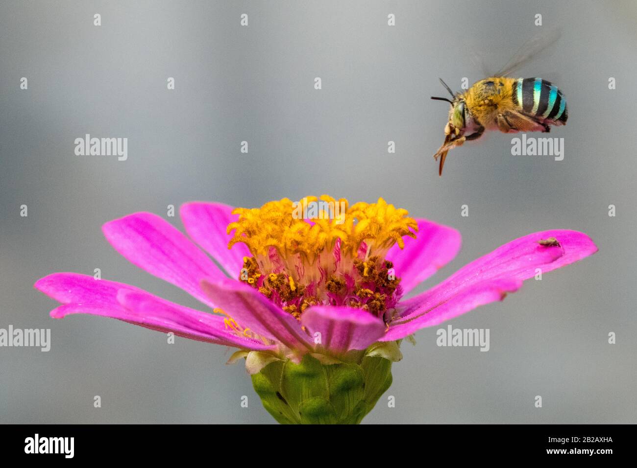 Bee pollinating a flower, Indonesia Stock Photo - Alamy