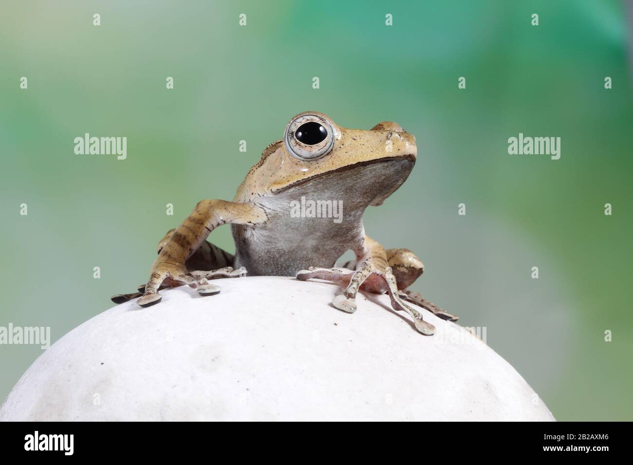 Frog Sitting On A Stone High Resolution Stock Photography and Images ...