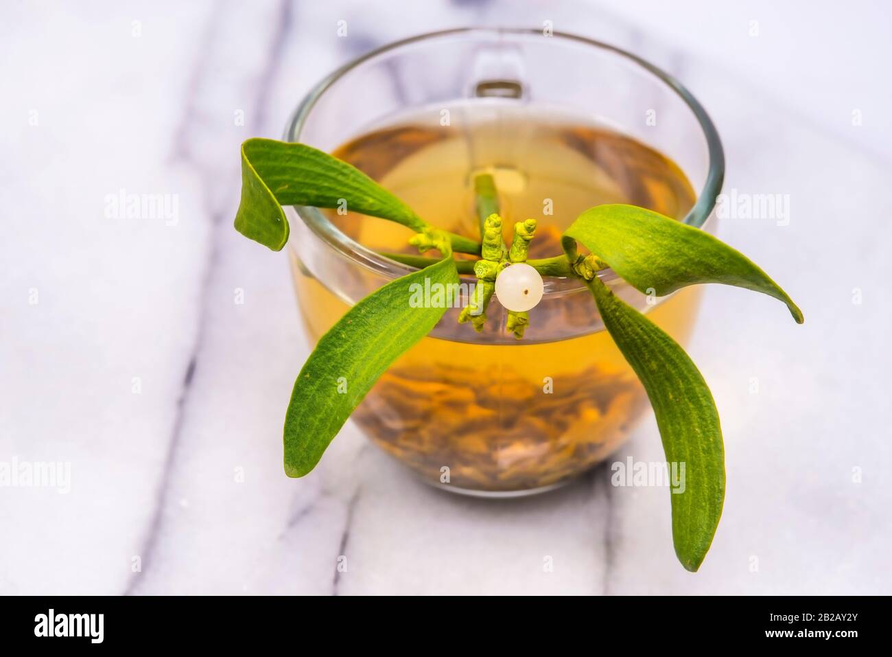Branch of viscum mistletoe hi-res stock photography and images - Alamy