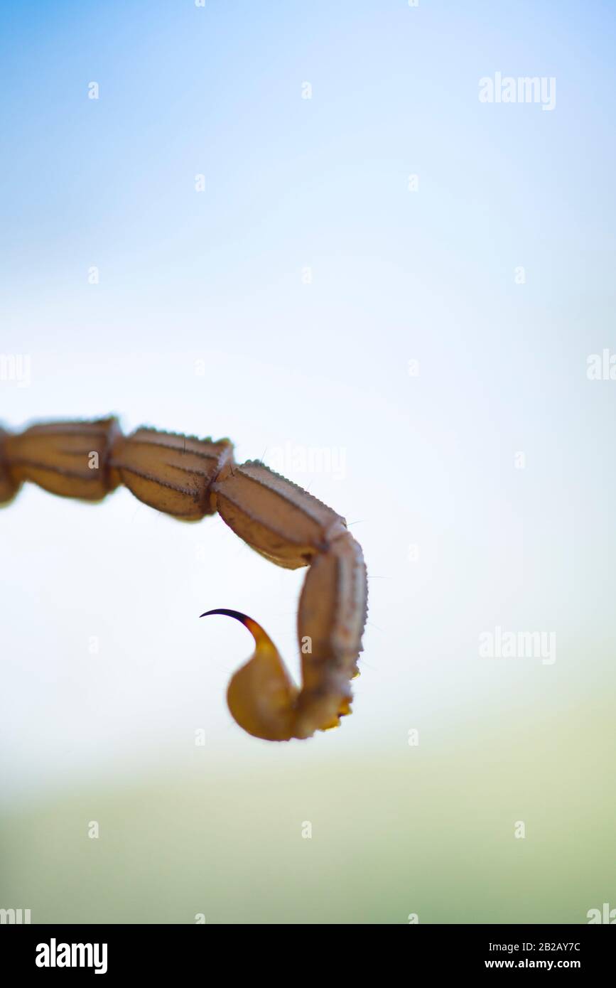 Yellow scorpion on the hi-res stock photography and images - Alamy
