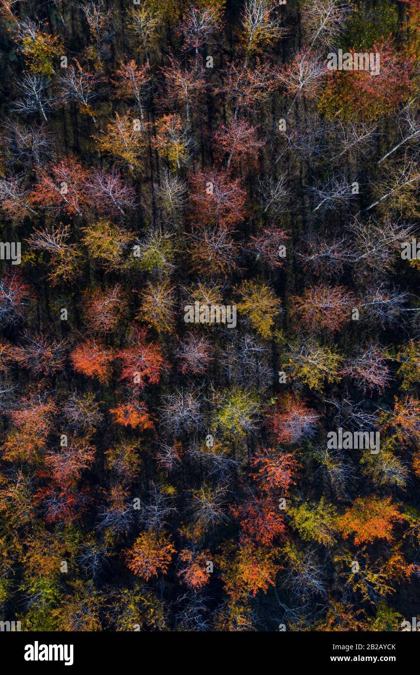 Cherry tree plantation with fall colors Cirueña, Autumn, La Rioja ...