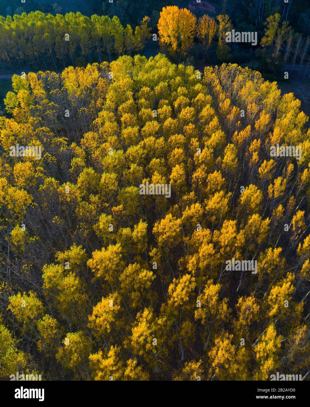 Bobadilla hi-res stock photography and images - Alamy