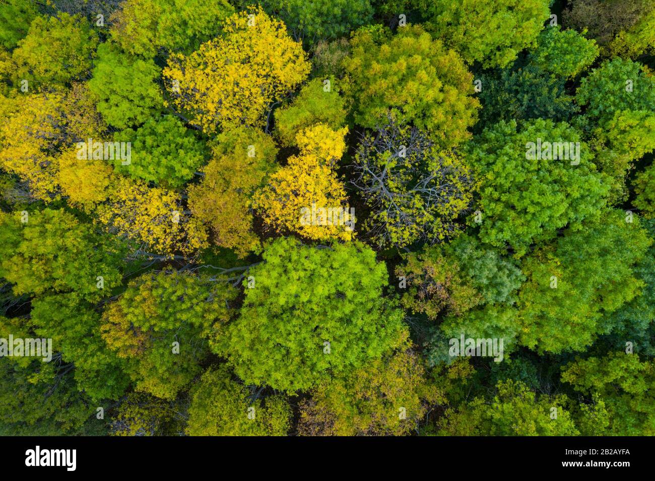 Ash tree forest aerial hi-res stock photography and images - Alamy