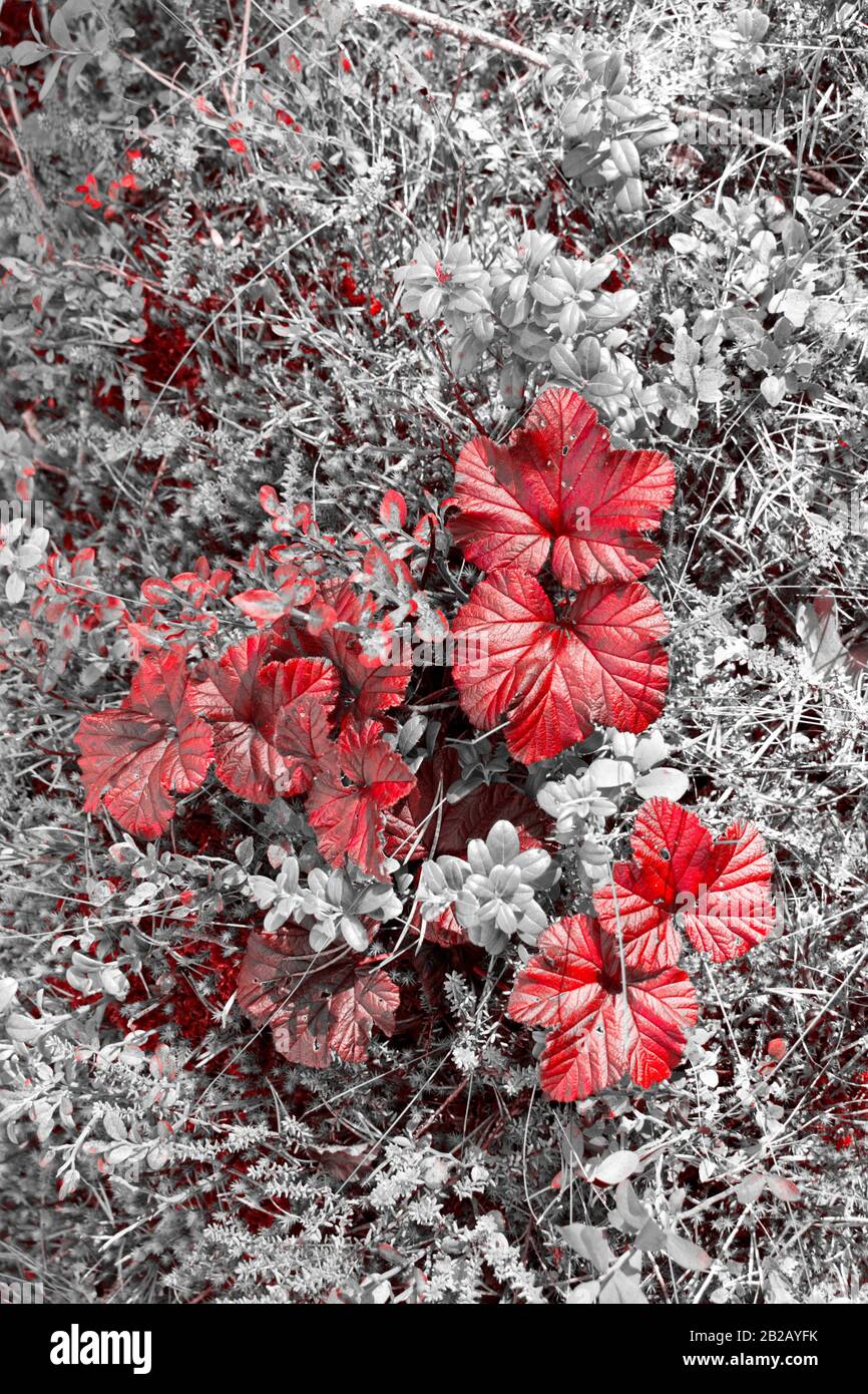 Chamaemorus High Resolution Stock Photography and Images - Alamy