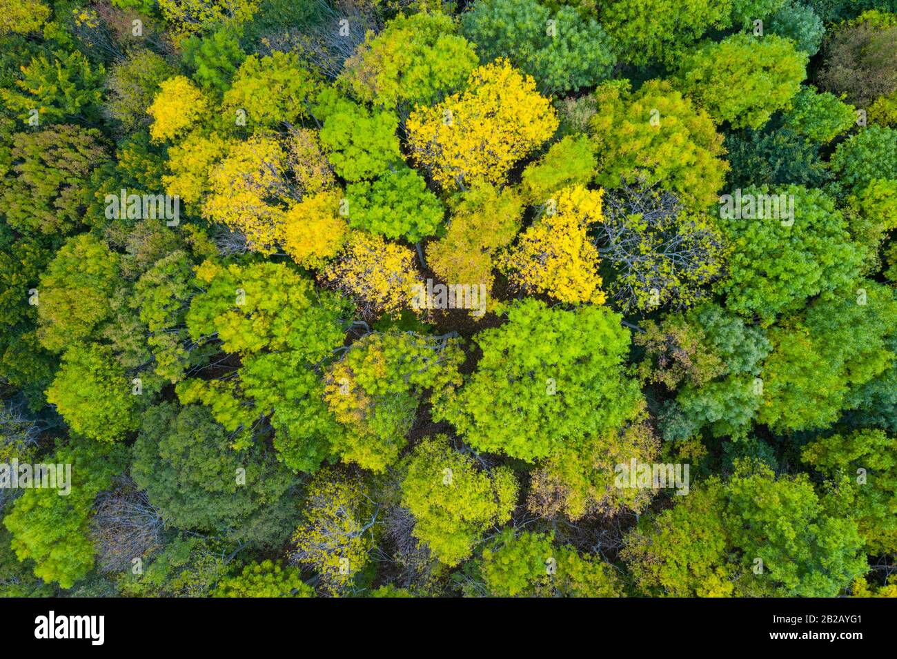Ash tree forest aerial hi-res stock photography and images - Alamy