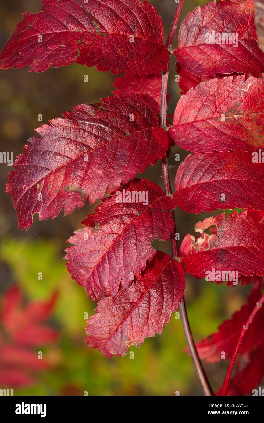 Feather Trees With Leaves