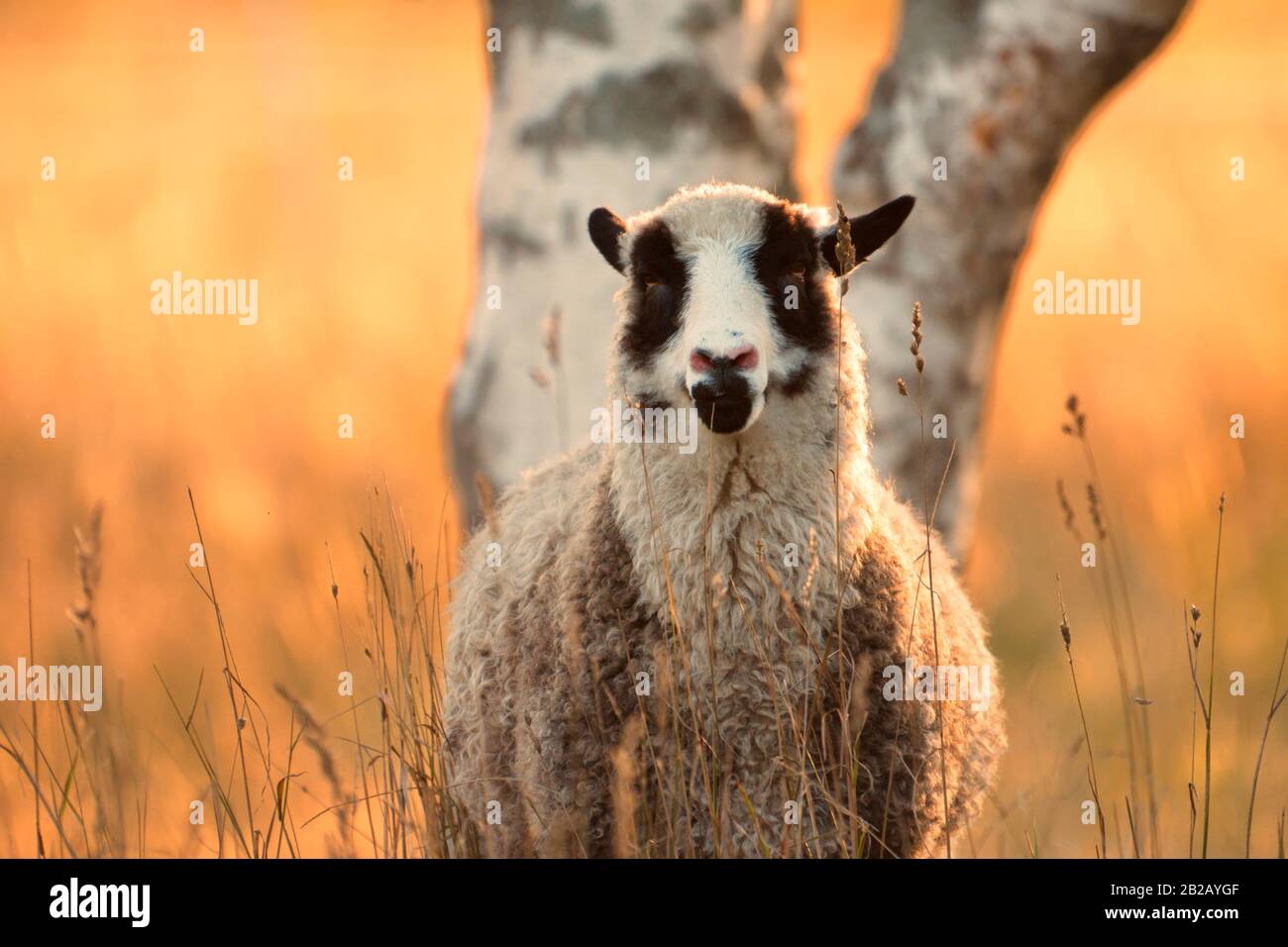 Golden Sheep High Resolution Stock Photography and Images - Alamy