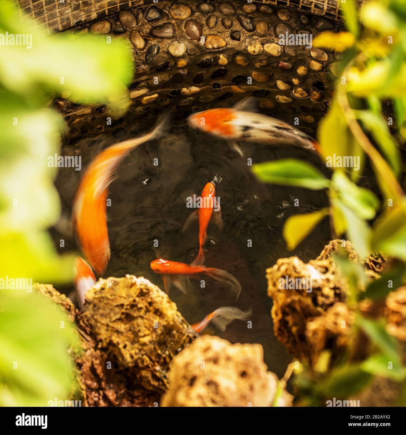 Bright asian fish aquarium hi-res stock photography and images - Alamy