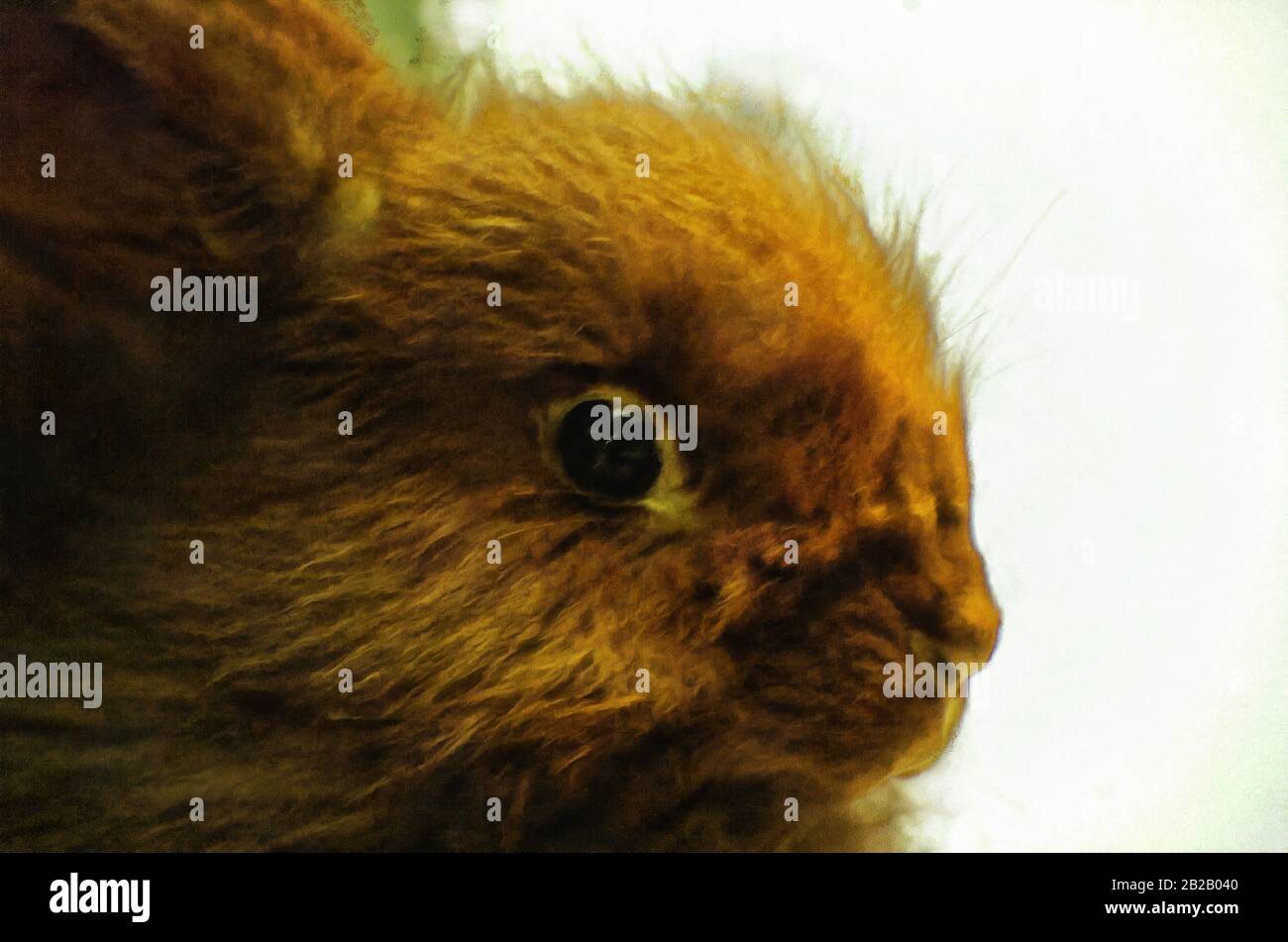 Angora rabbits hi-res stock photography and images - Alamy