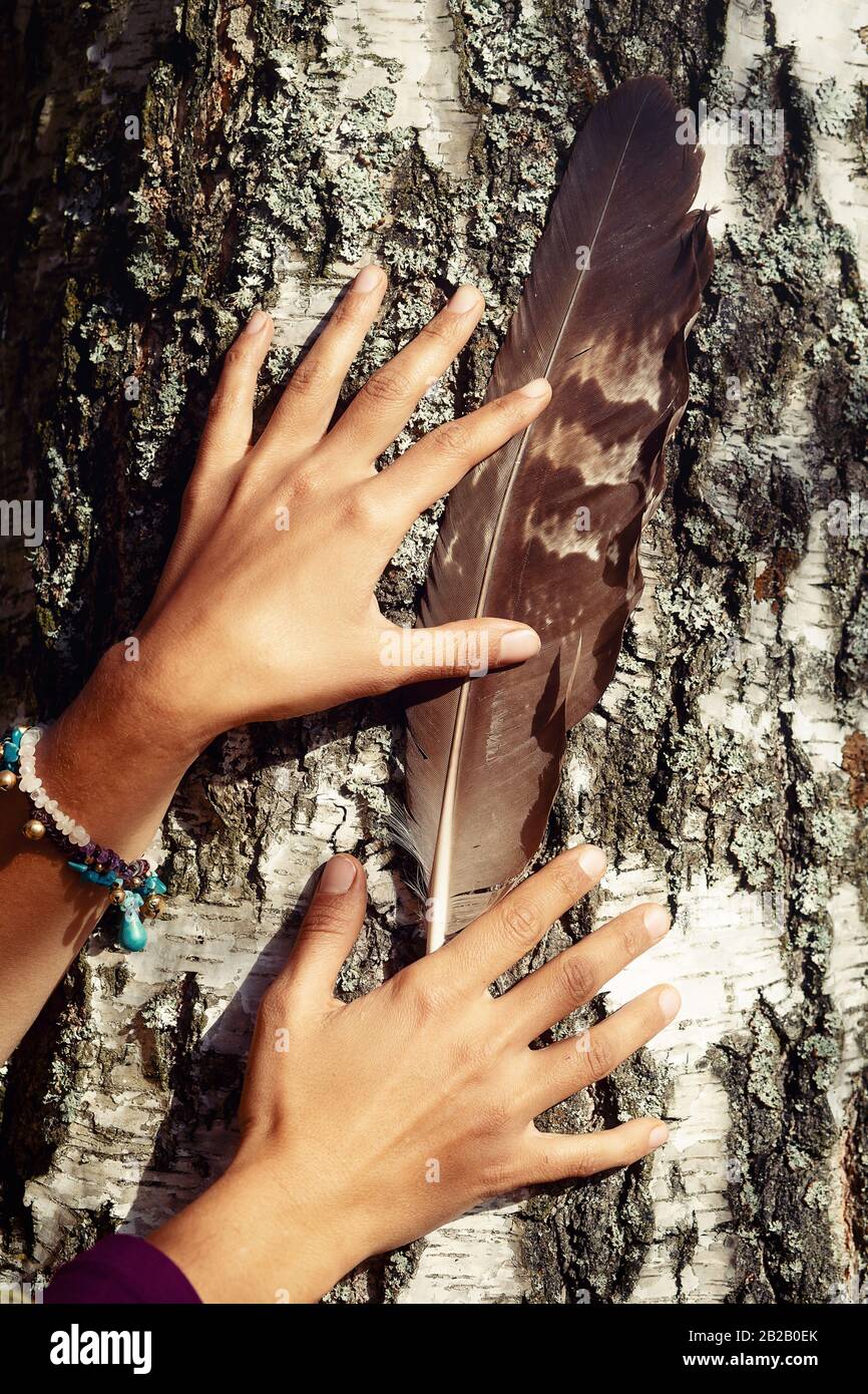 Beautiful womans hands with eagle feathers on birch crust Stock Photo ...