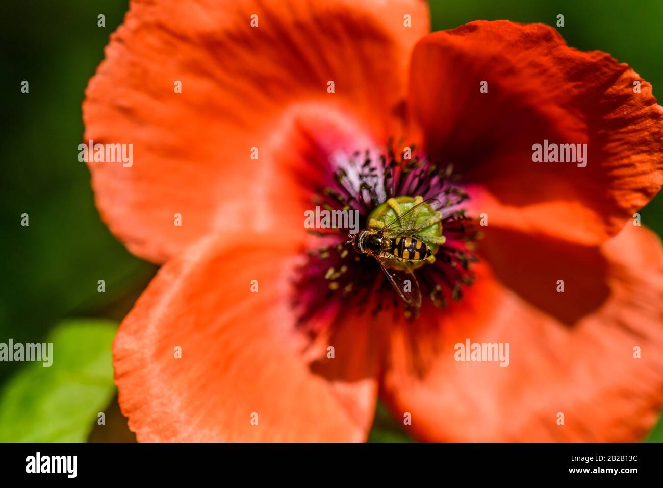 Australian Native Bee gathers pollen from a flowering red poppy Stock ...