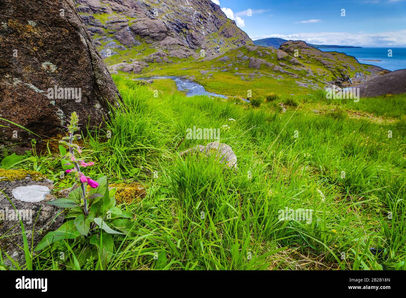 Close up amazing field bushes hi-res stock photography and images - Alamy
