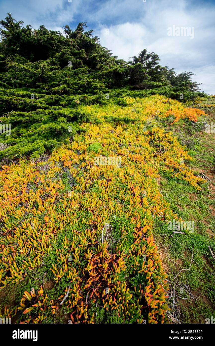 California invasive plant hi-res stock photography and images - Alamy